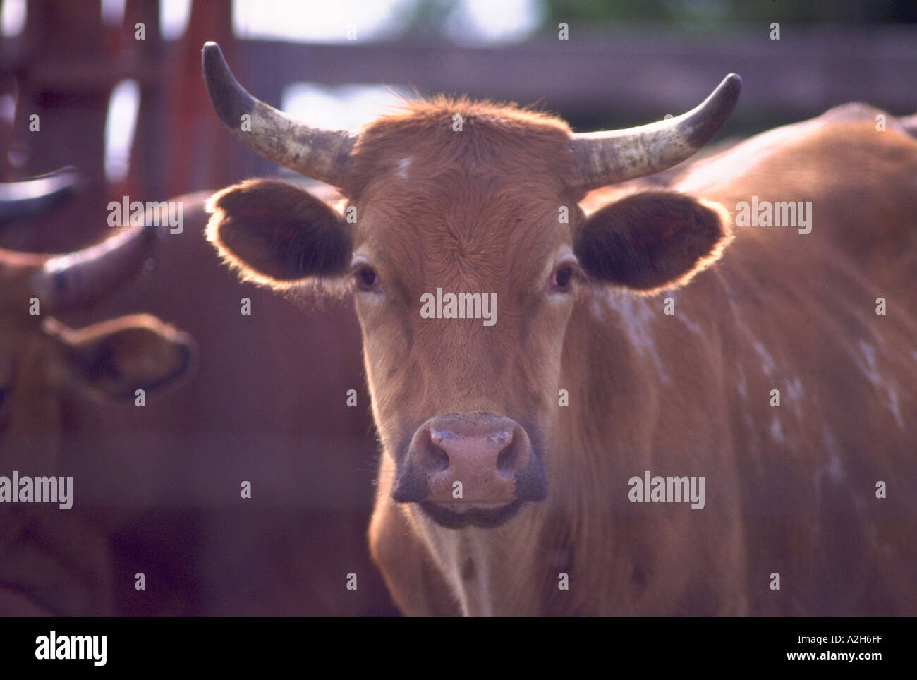 Barnyards hi-res stock photography and images - Alamy