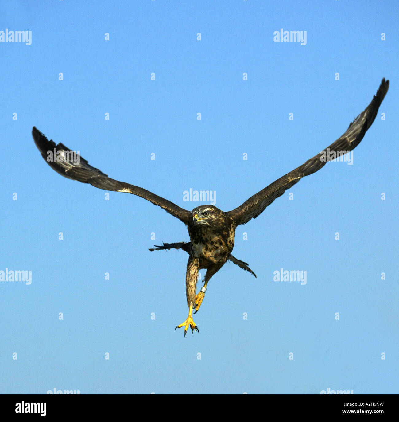 Beast fly hi-res stock photography and images - Alamy