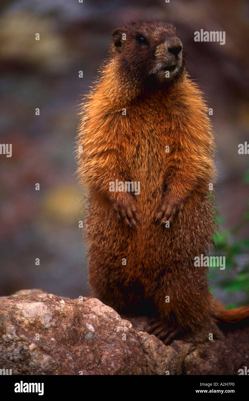 Yellow bellied Marmot standing on a rock San Juan National Forest ...