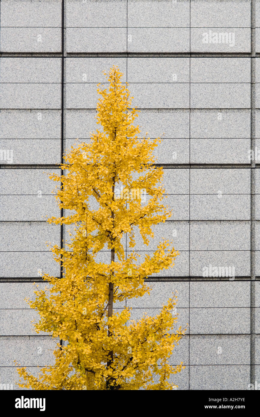 Japan, Tokyo, Maple tree and office building, Marunouchi Stock Photo ...