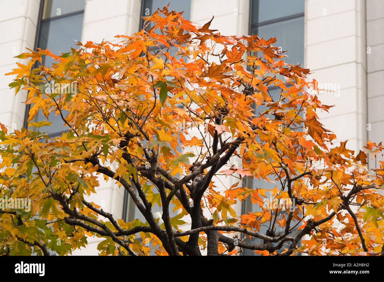 Japan, Tokyo, Maple tree and office building, Marunouchi Stock Photo ...