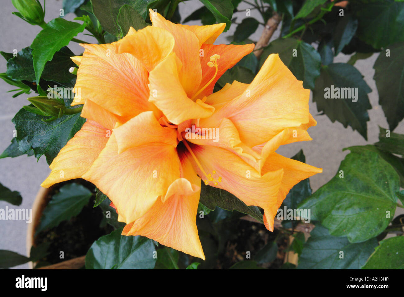 Marsh Hibiscus High Resolution Stock Photography and Images - Alamy