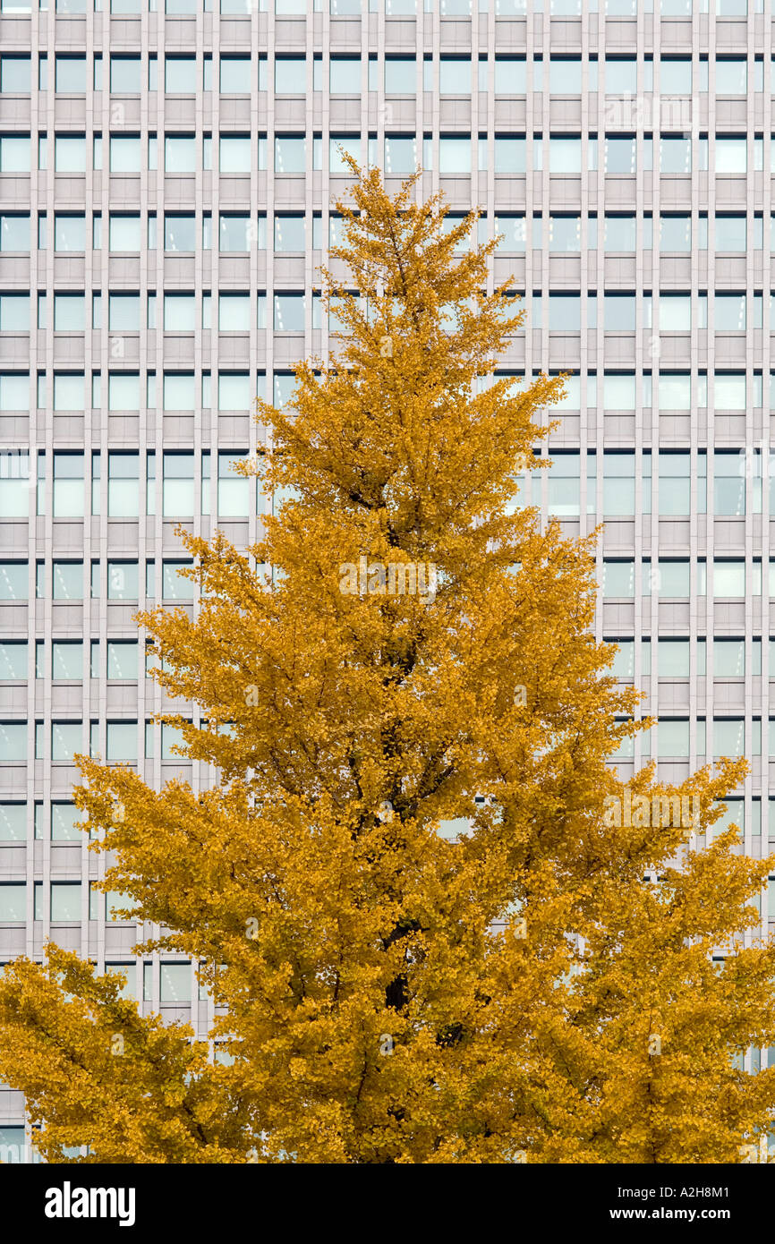 Japan, Tokyo, Maple tree and office building, Marunouchi Stock Photo ...