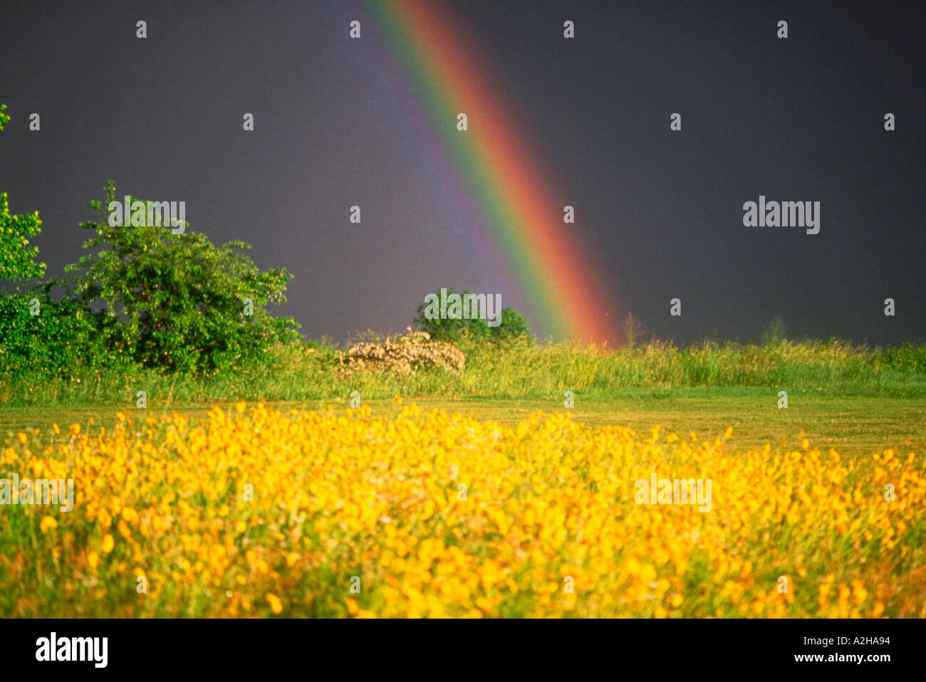 Rainbow over field of flowers Stock Photo - Alamy