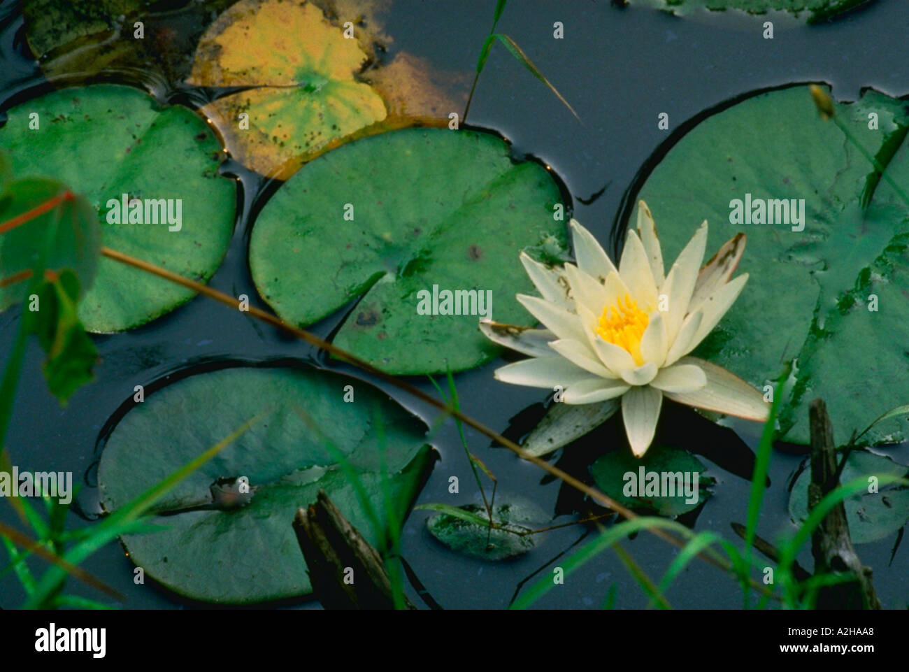 Walter lilly hi-res stock photography and images - Alamy