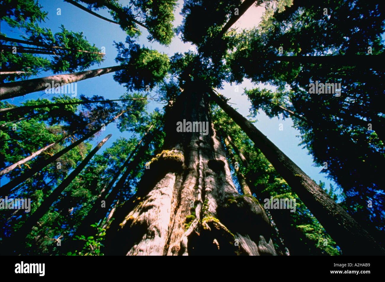 Looking up into trees Redwood National Park Stock Photo - Alamy