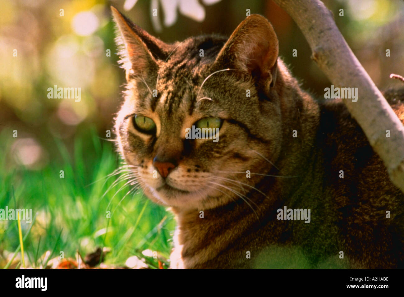 Brown house cat Stock Photo - Alamy
