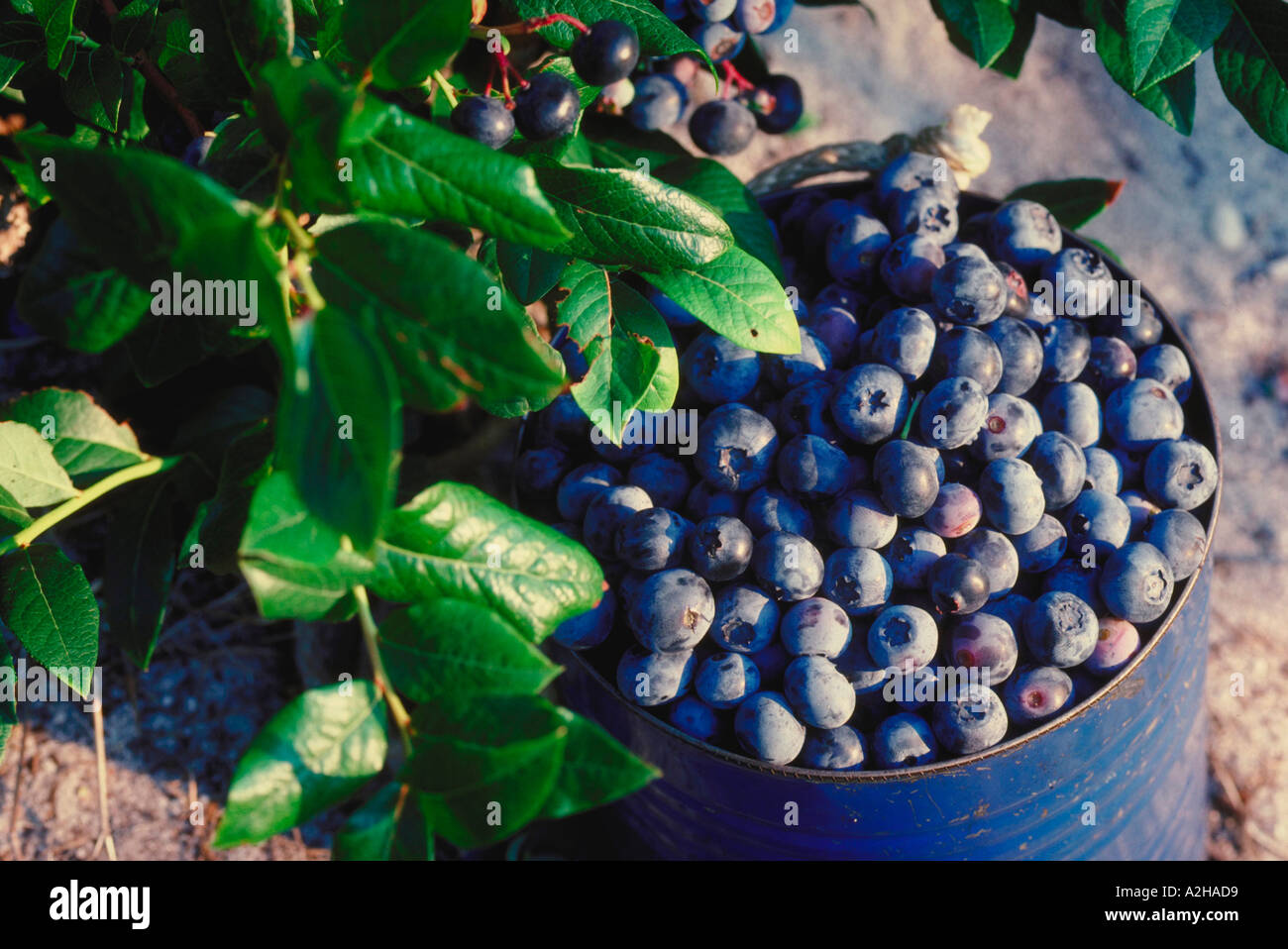 Bucket of blueberries Stock Photo - Alamy