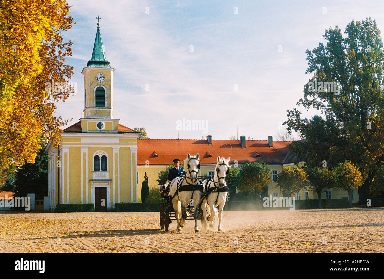 Kladruby horse hi-res stock photography and images - Alamy