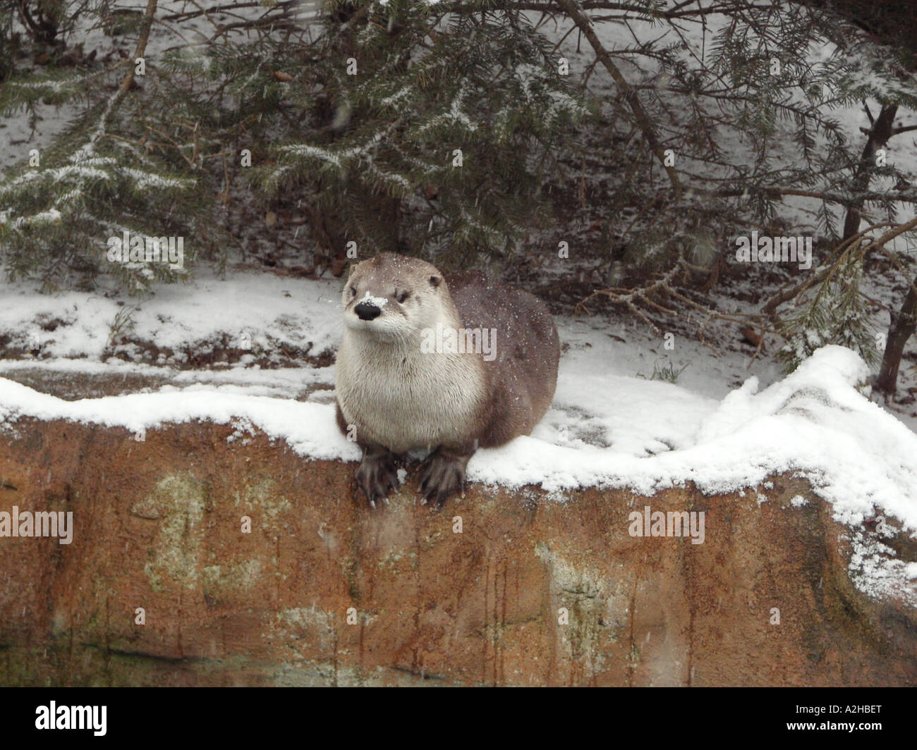 Canadian otter river otter hi-res stock photography and images - Alamy