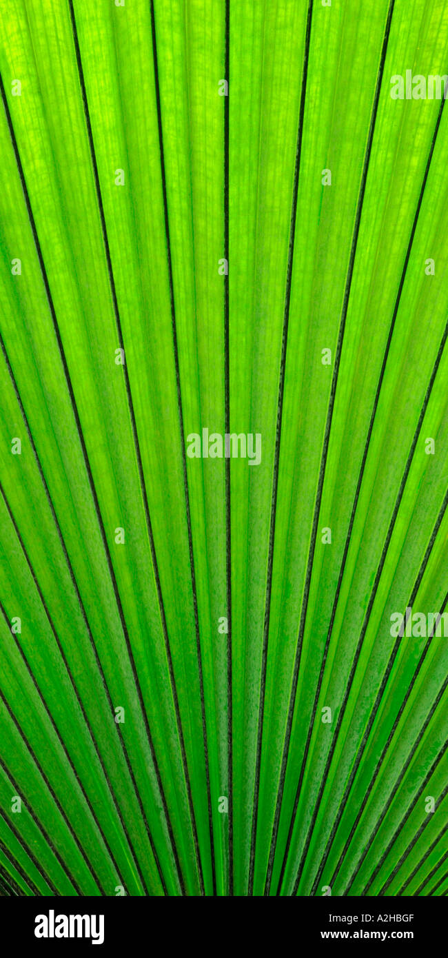 Abstract radial leaf pattern hi-res stock photography and images - Alamy