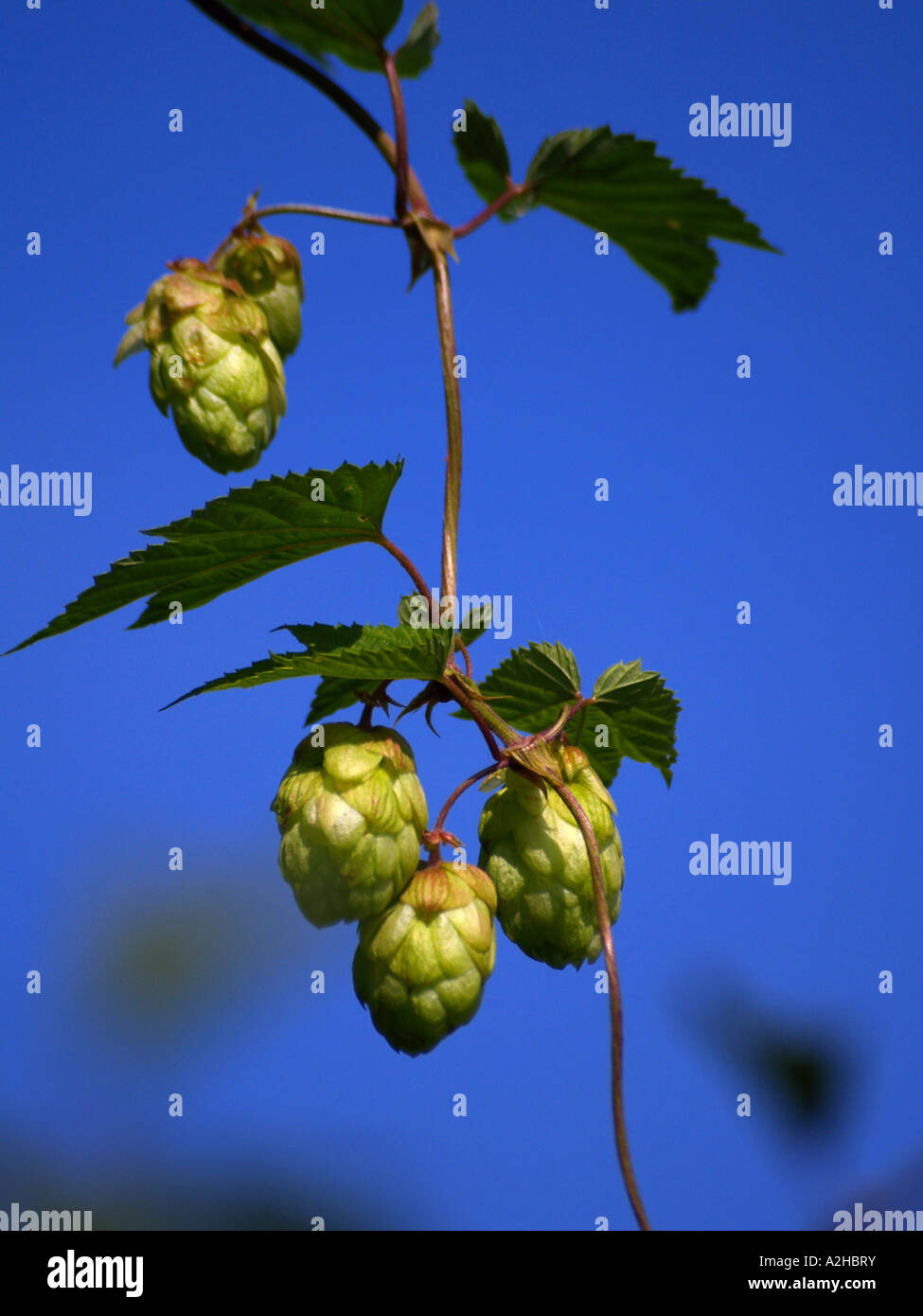 Bine hi-res stock photography and images - Alamy