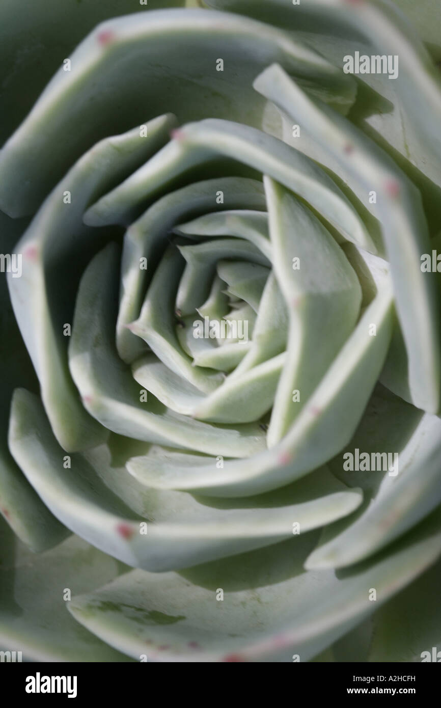 Sempervivum blooms hi-res stock photography and images - Alamy