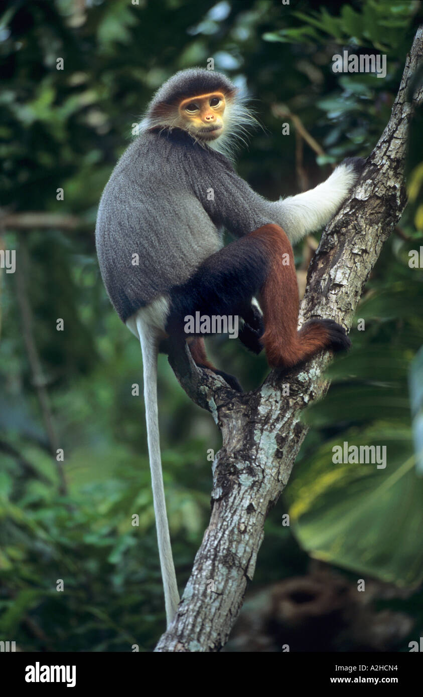 Red-shanked Douc Langur (Pygathrix nemaeus nemaeus), Captive, Singapore ...