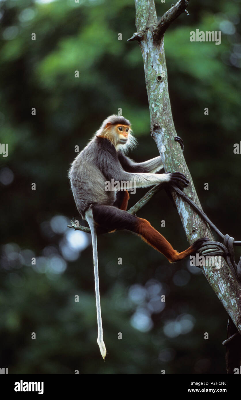 Red-shanked Douc Langur (Pygathrix nemaeus nemaeus), Captive, Singapore ...