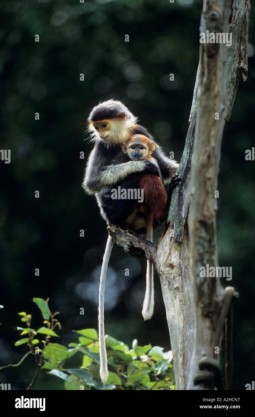 Red-shanked Douc Langur (Pygathrix nemaeus nemaeus), Captive, Singapore ...