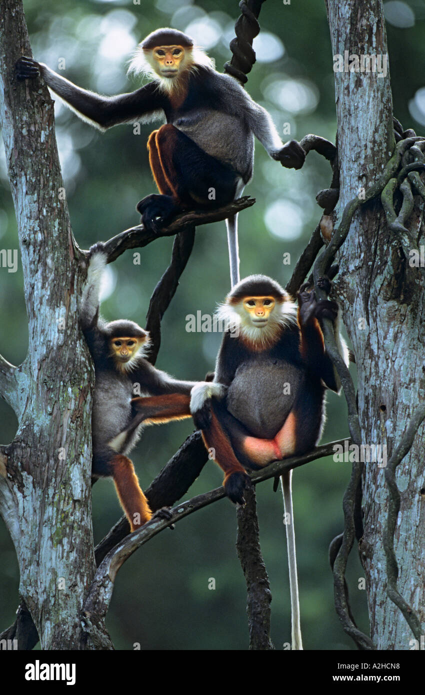 Red-shanked Douc Langur (Pygathrix nemaeus nemaeus), Captive, Singapore ...