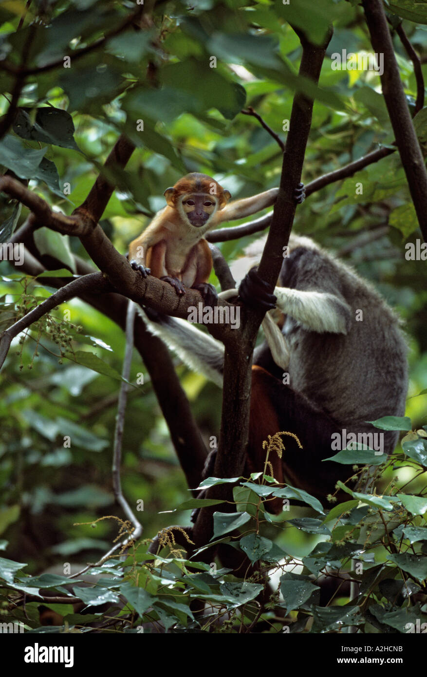 Red-shanked Douc Langur (Pygathrix nemaeus nemaeus), Captive, Singapore ...