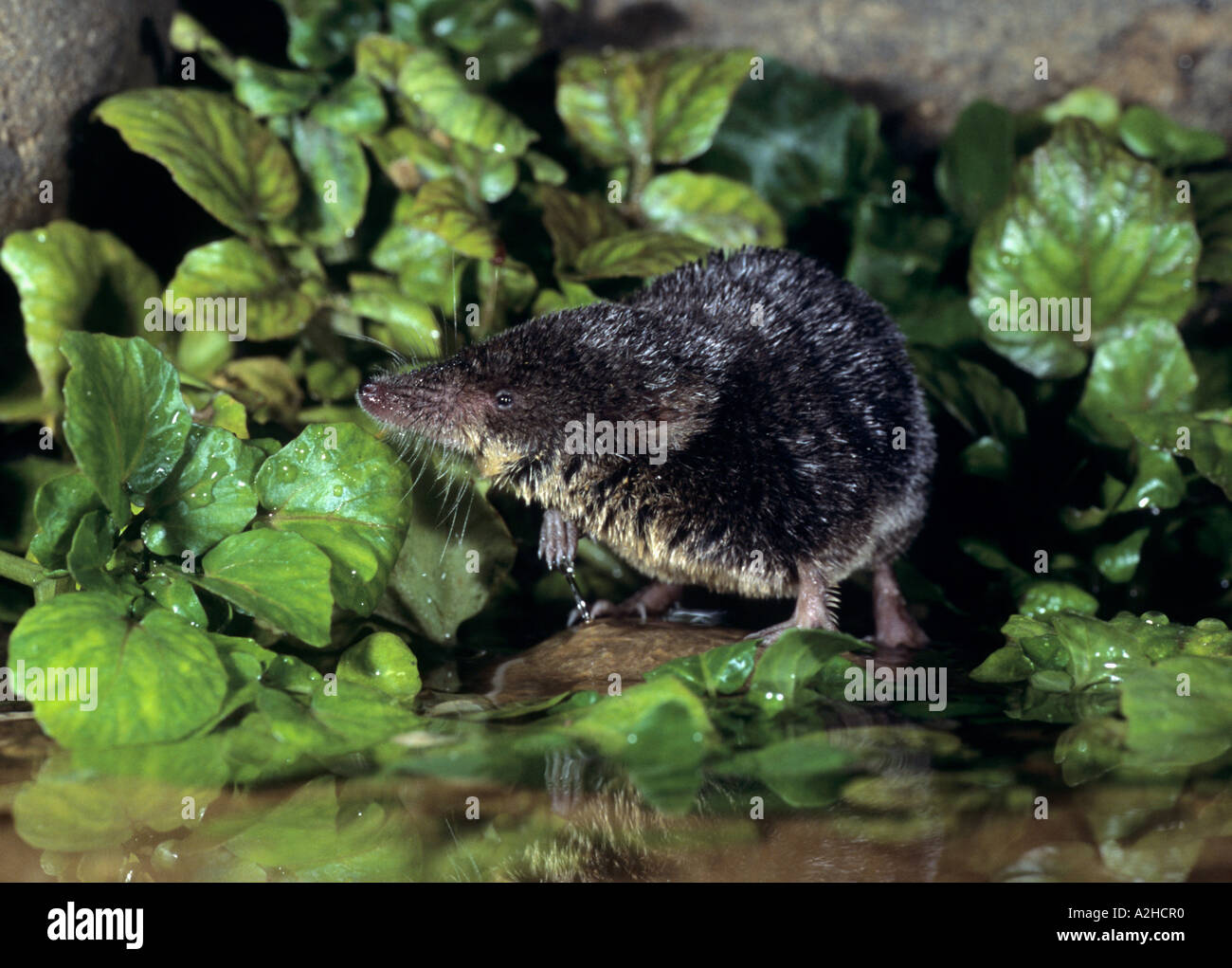 Water shrew uk hi-res stock photography and images - Alamy