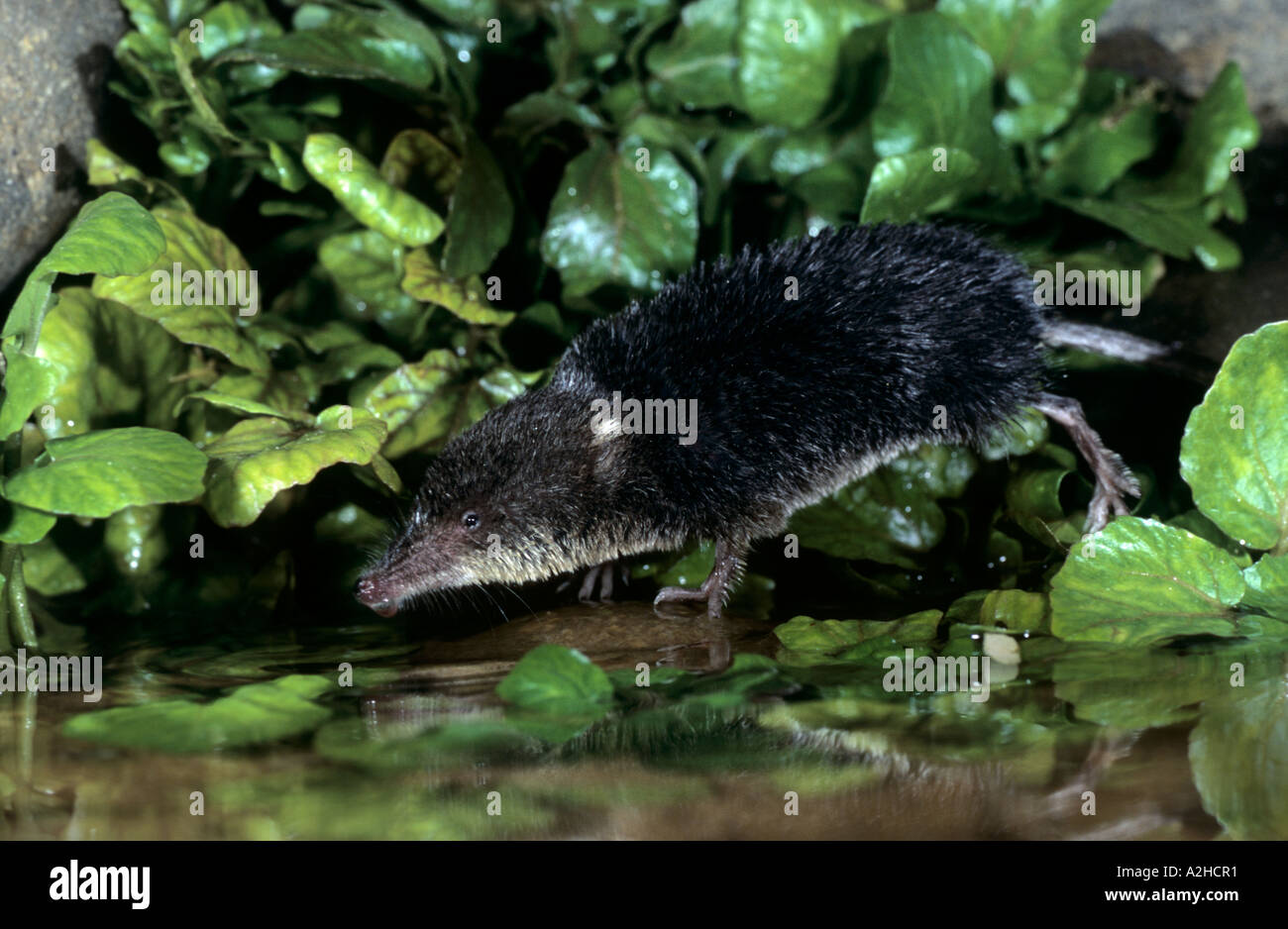 Water shrew uk hi-res stock photography and images - Alamy
