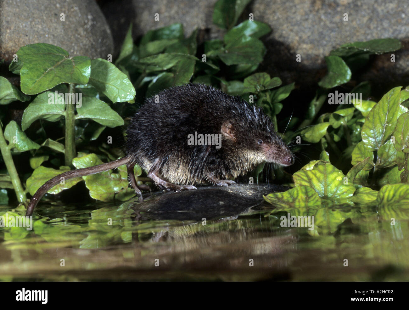 Water shrew uk hi-res stock photography and images - Alamy