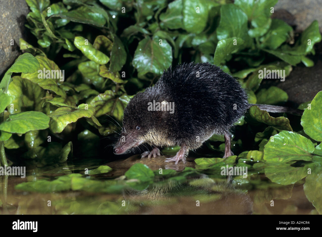 Water shrew uk hi-res stock photography and images - Alamy