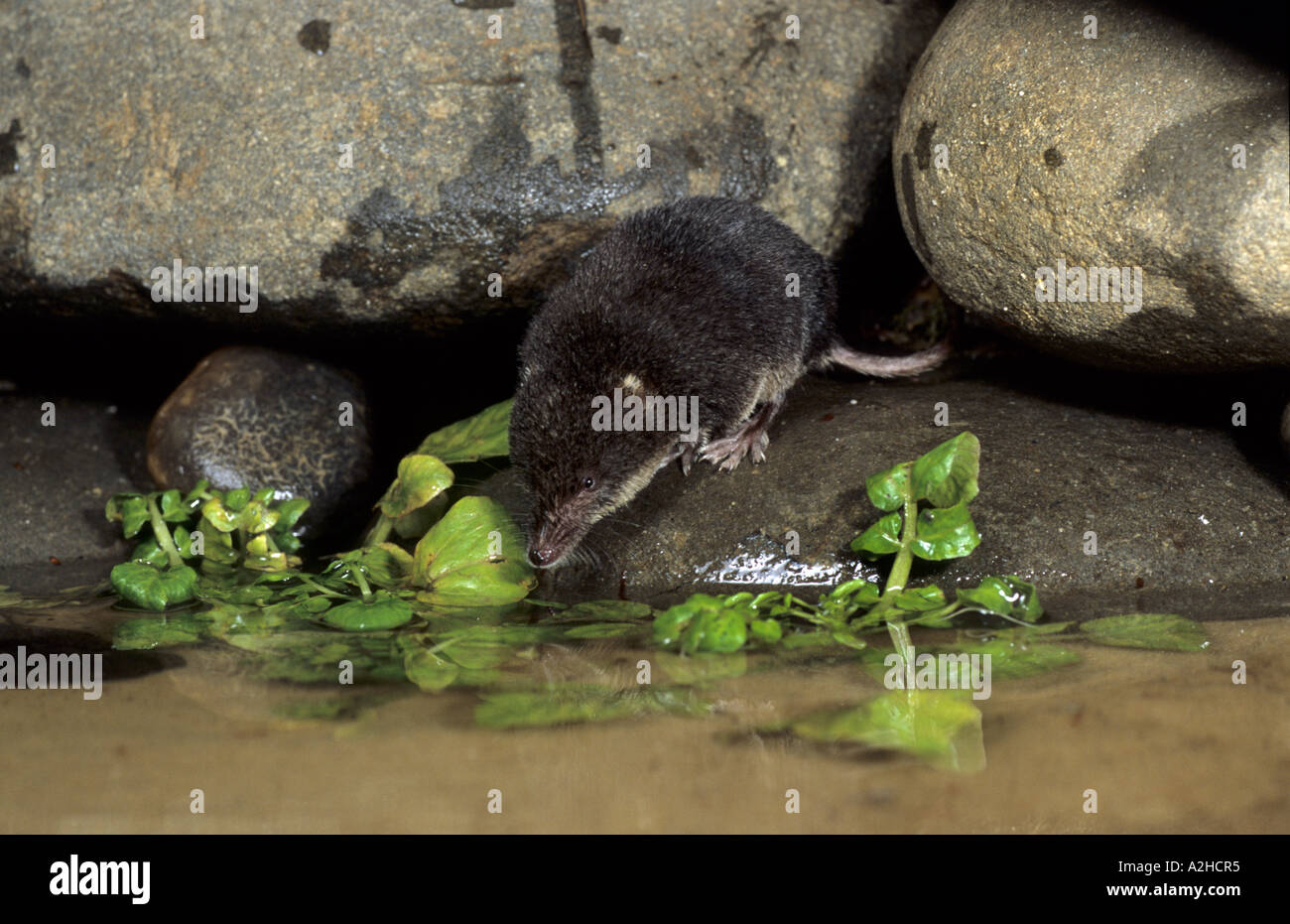Water shrew uk hi-res stock photography and images - Alamy