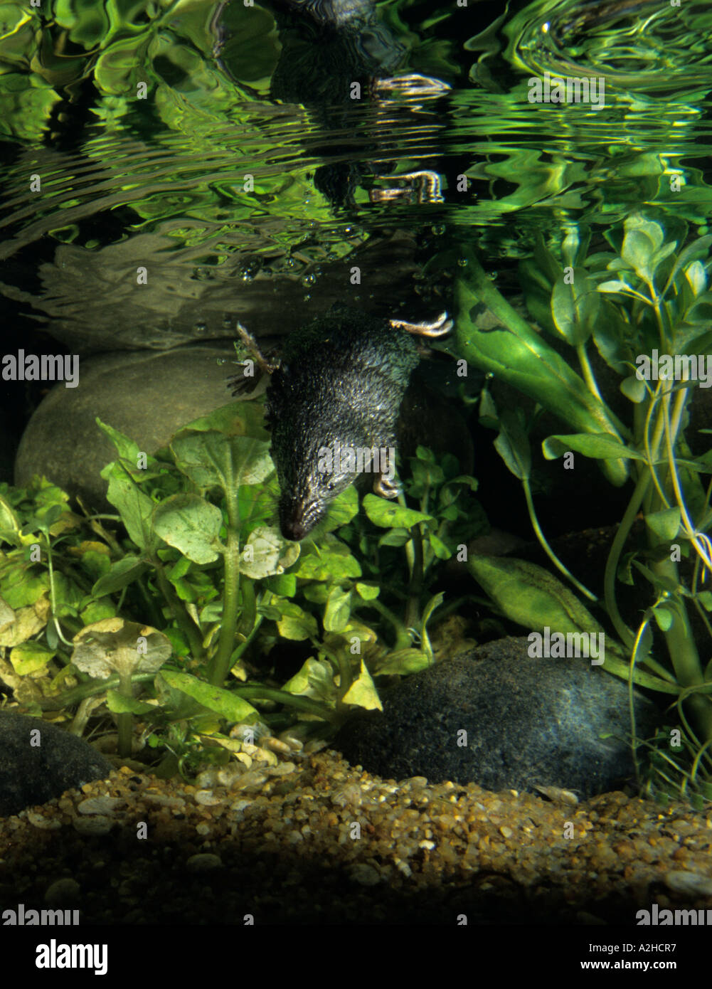 Water shrew uk hi-res stock photography and images - Alamy
