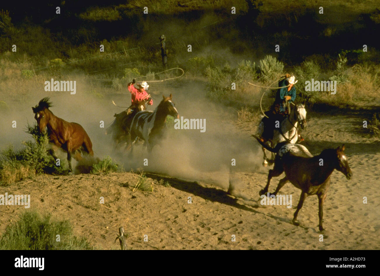 Two wranglers cowboys on horseback roping and chasing other horses ...