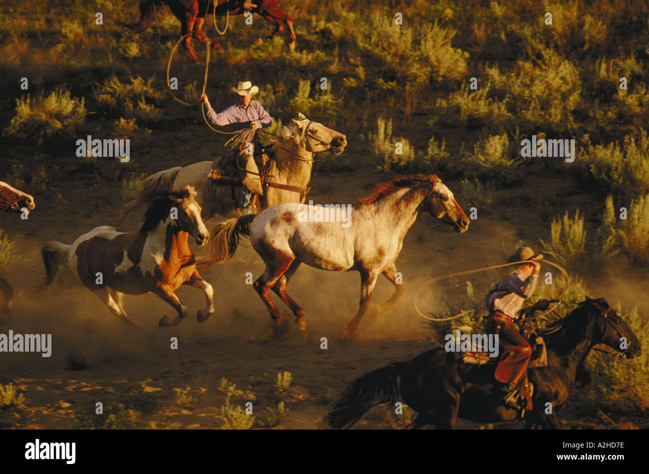 Chase chasing animal man hi-res stock photography and images - Alamy