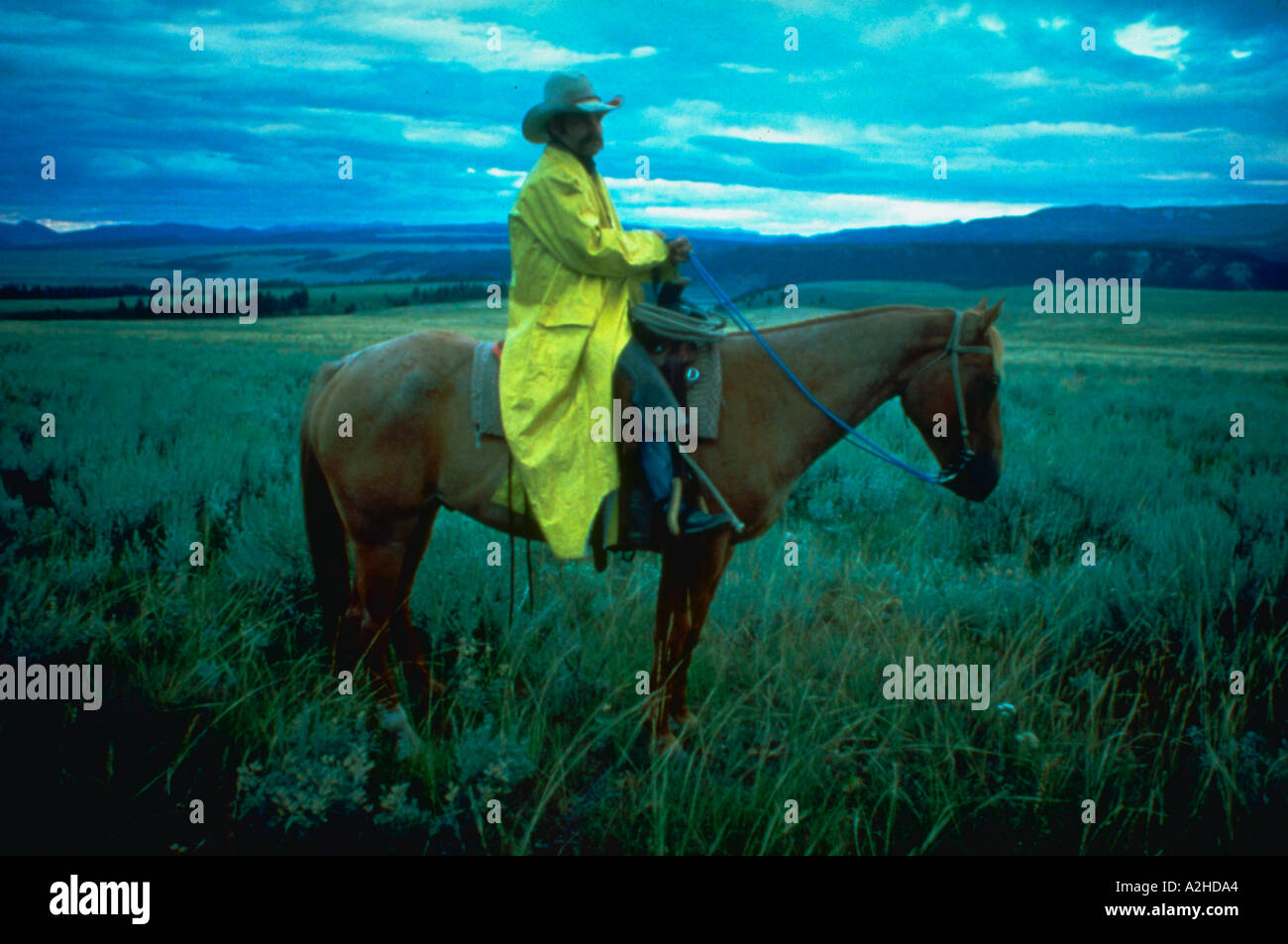 Cowboy on Montana dude ranch Near Yellowstone Stock Photo - Alamy