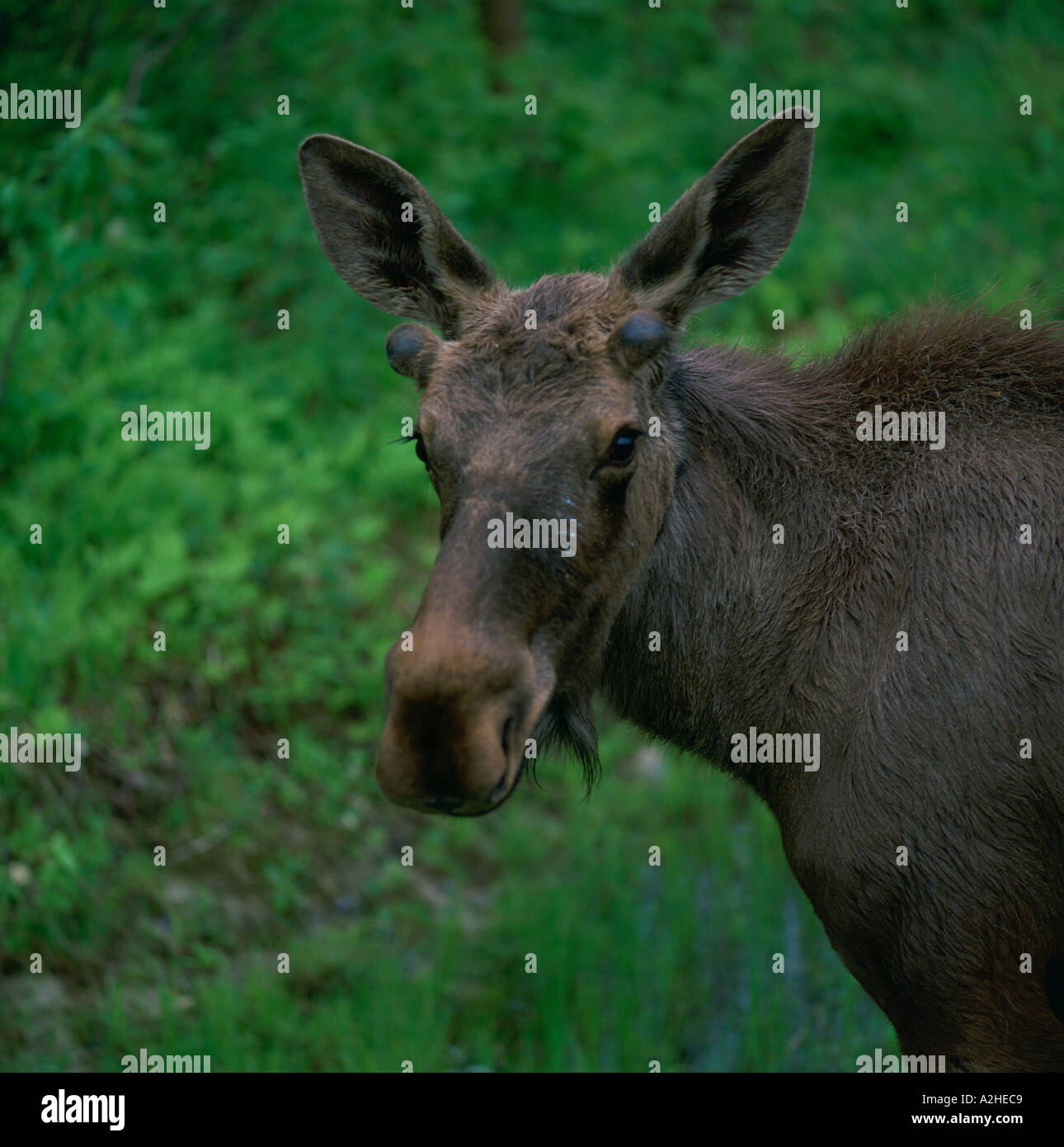 Portrait of a 1 year old bull moose northern Ontario Canada Stock Photo ...