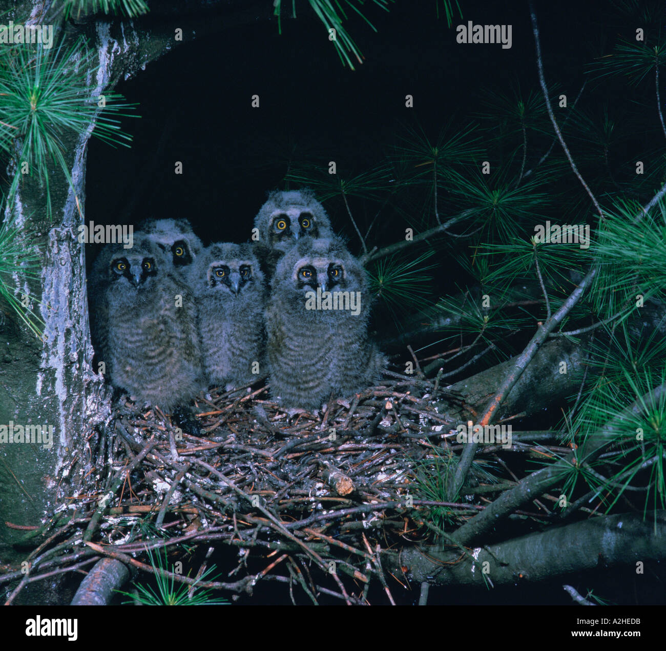 Five fuzzy baby Long eared Owls huddle together in their nest Stock ...