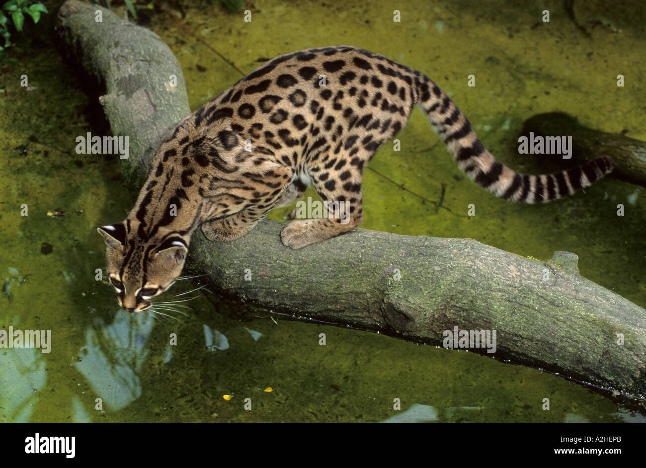 Margay cat tree hi-res stock photography and images - Alamy