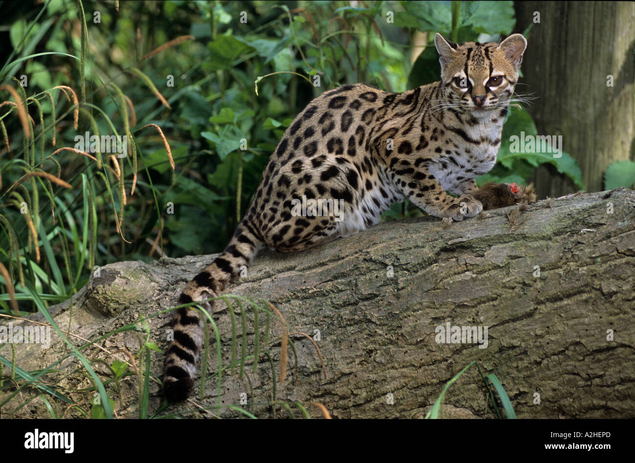 Margay (Leopardus weidii) Central and South America Captive Stock Photo ...