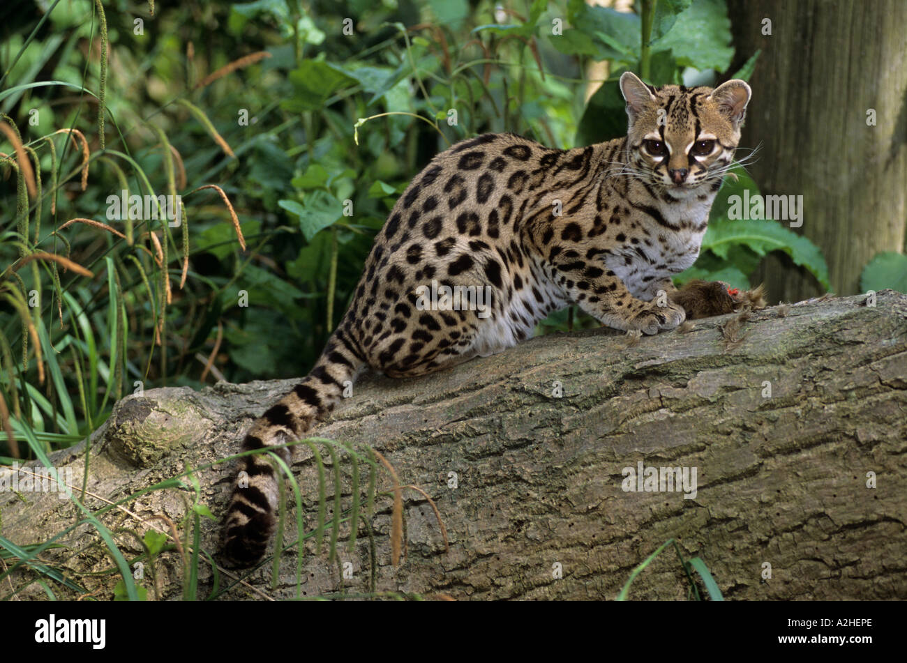 Margay cat tree hi-res stock photography and images - Alamy