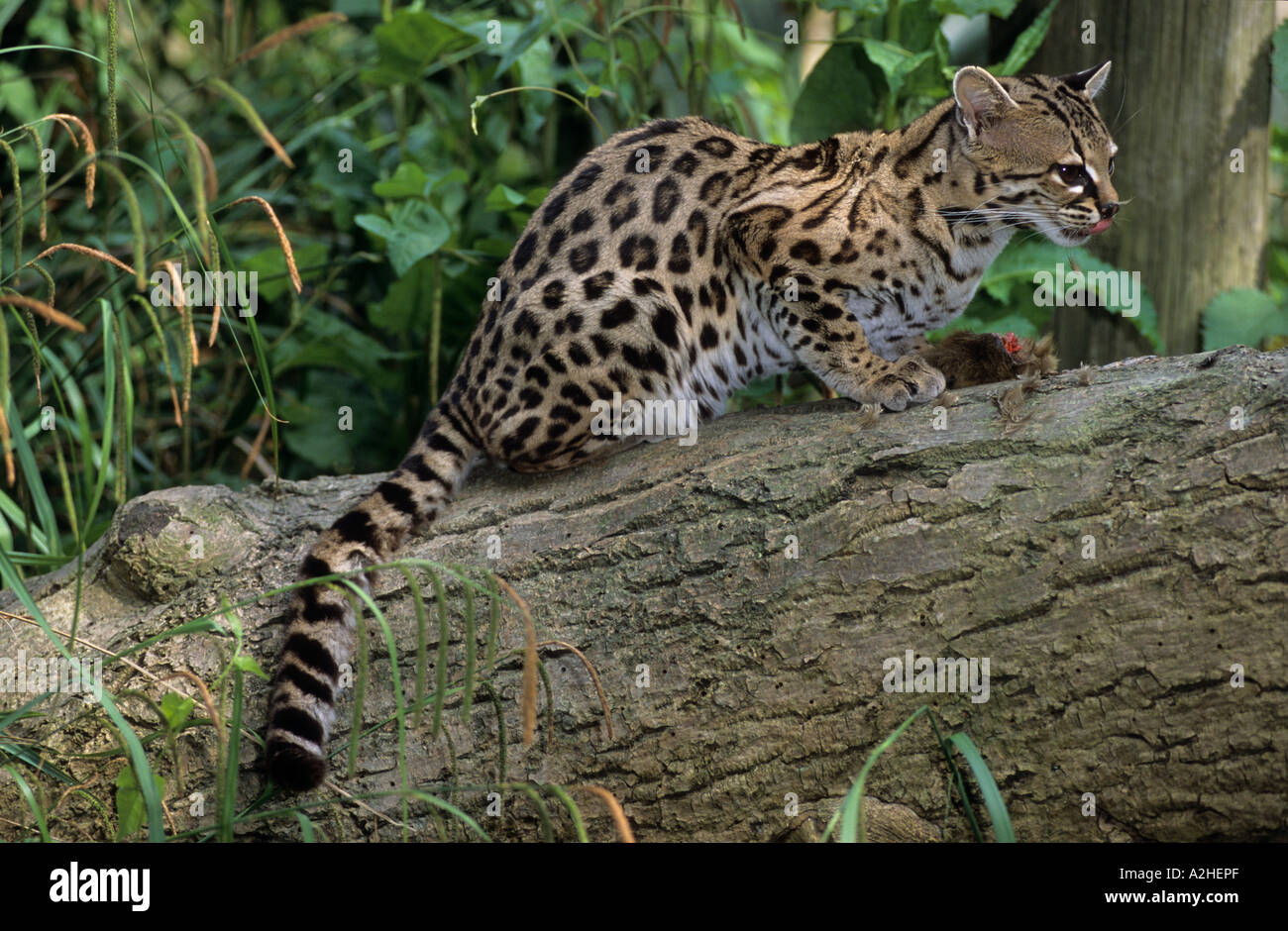 Margay cat tree hi-res stock photography and images - Alamy
