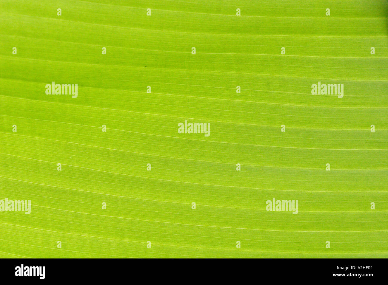 Banana Tree leaf, close up detail Stock Photo - Alamy