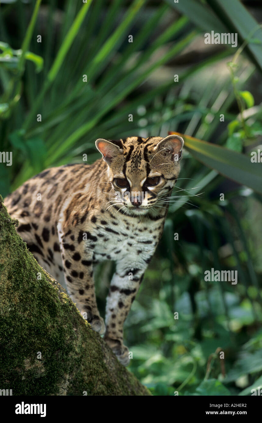 Margay cat tree hi-res stock photography and images - Alamy