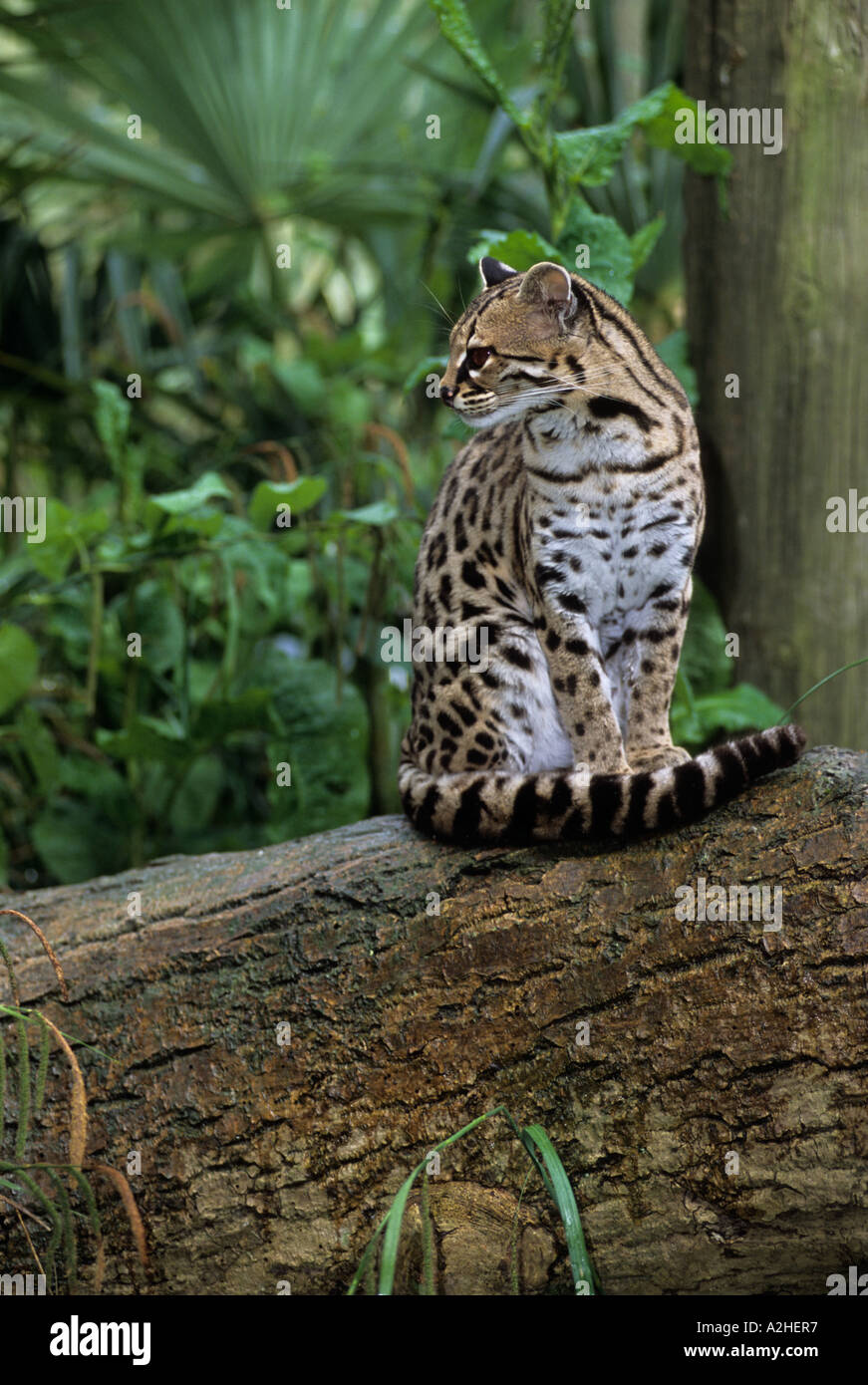 Margay (Leopardus weidii) Central and South America Captive Stock Photo ...