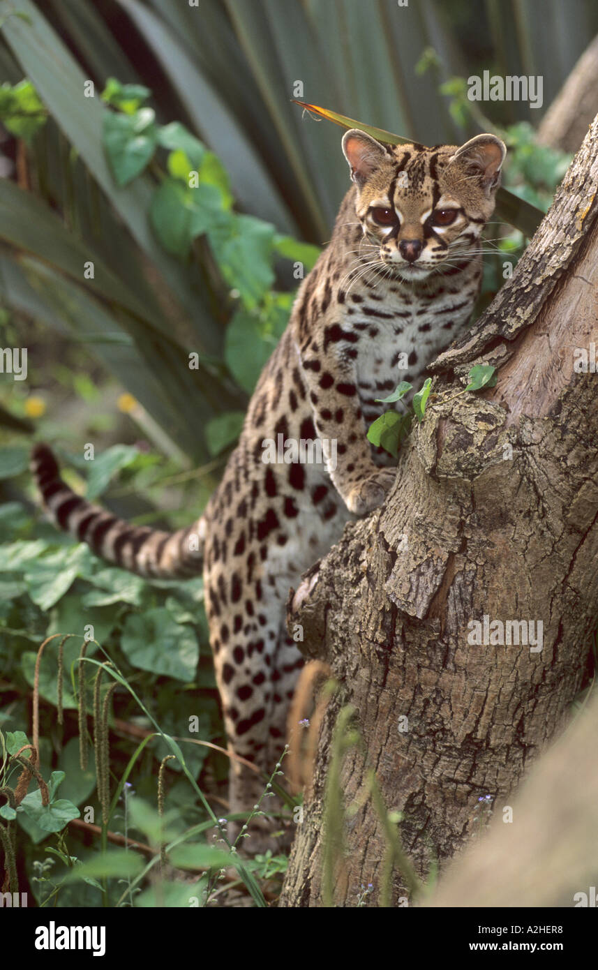 Margay cat tree hi-res stock photography and images - Alamy