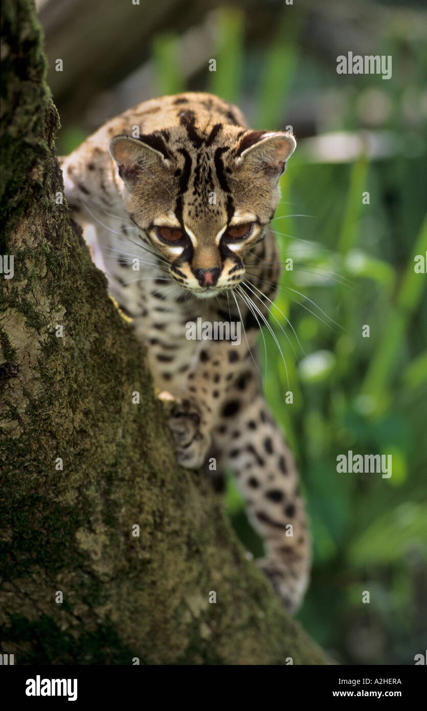 Margay hi-res stock photography and images - Alamy