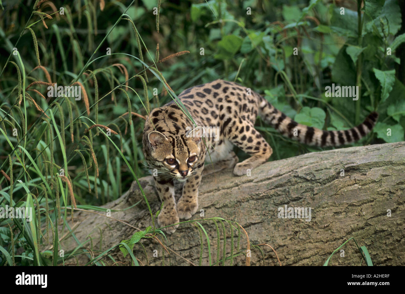 Margay leopardus weidii central south hi-res stock photography and ...