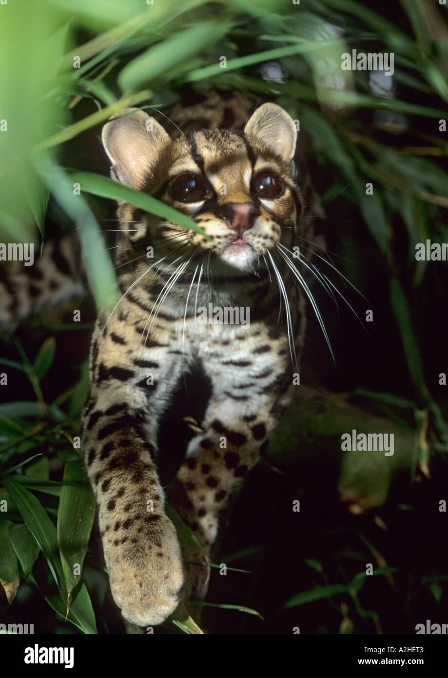 Margay tree hi-res stock photography and images - Alamy