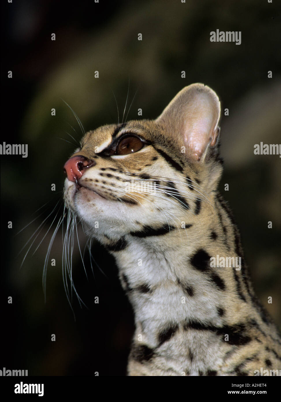 Margay cat tree hi-res stock photography and images - Alamy