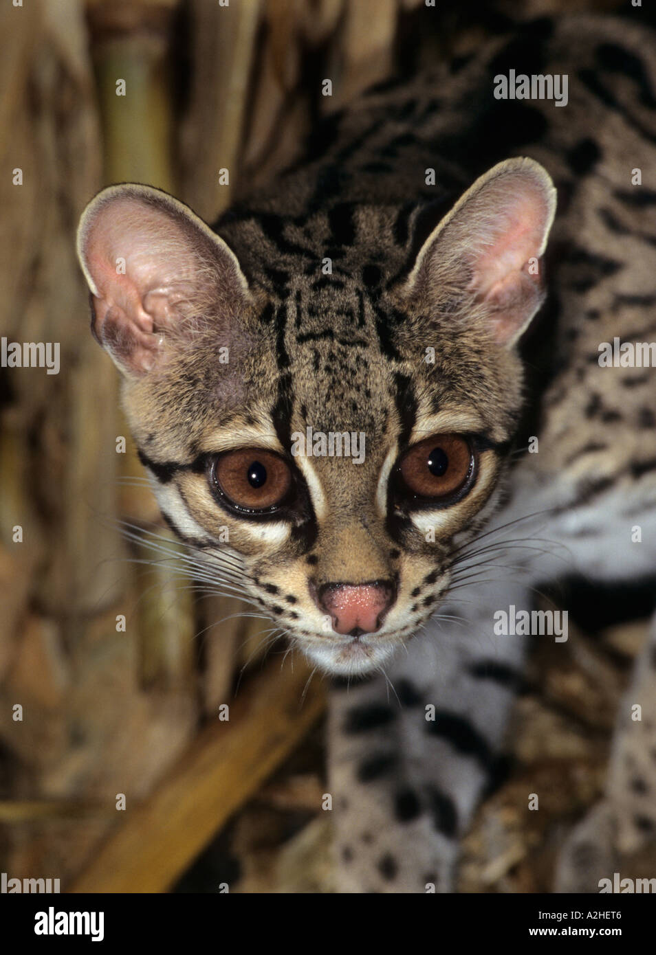 Margay (Leopardus weidii) Central and South America Captive Stock Photo ...