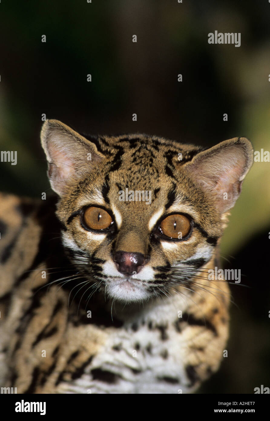 Margay tree hi-res stock photography and images - Alamy