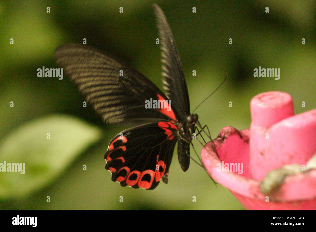 Scarlet Swallowtail, Papilio rumanzovia, in captivity at Rutland ...