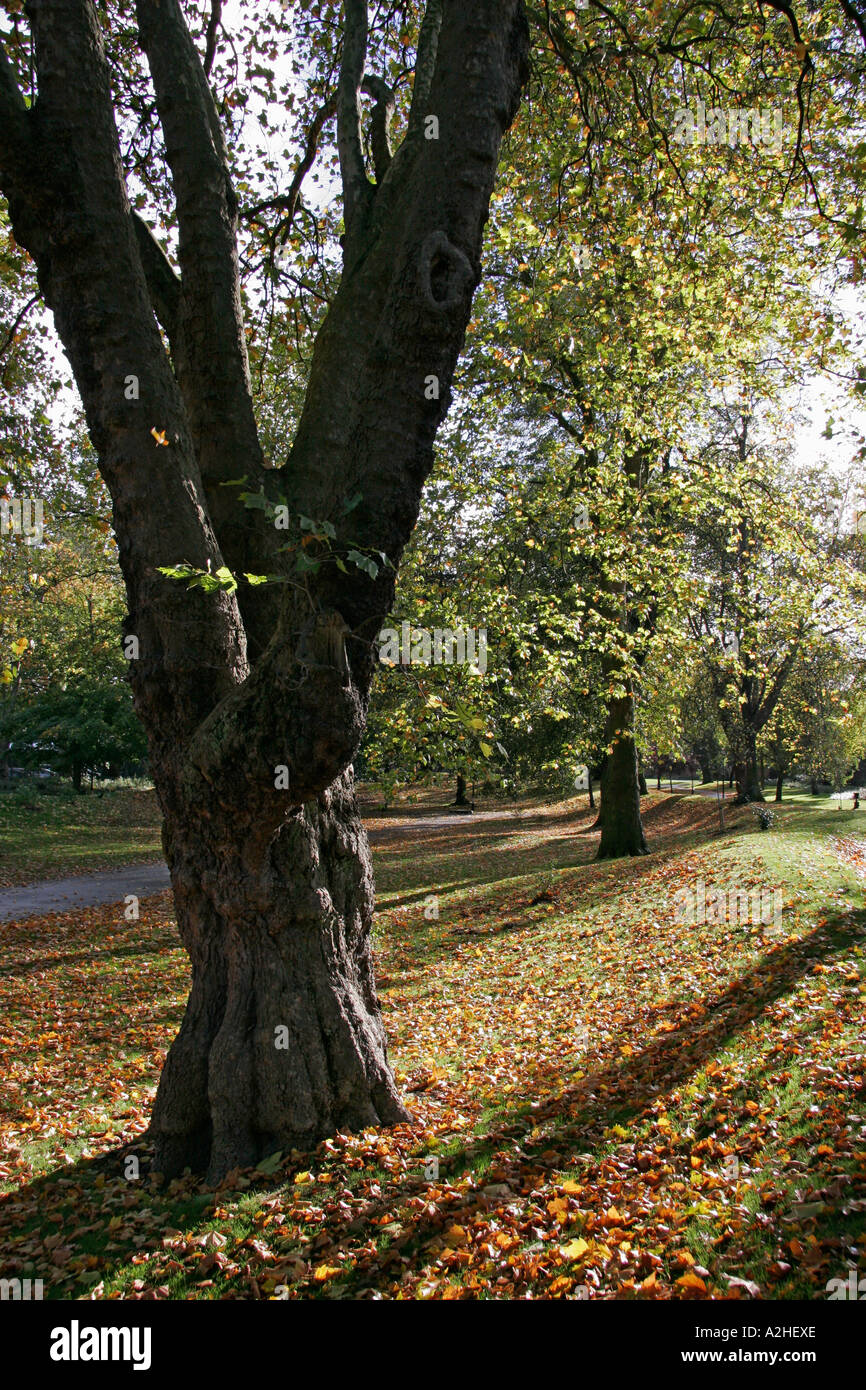 Derby arboretum park autumn hi-res stock photography and images - Alamy