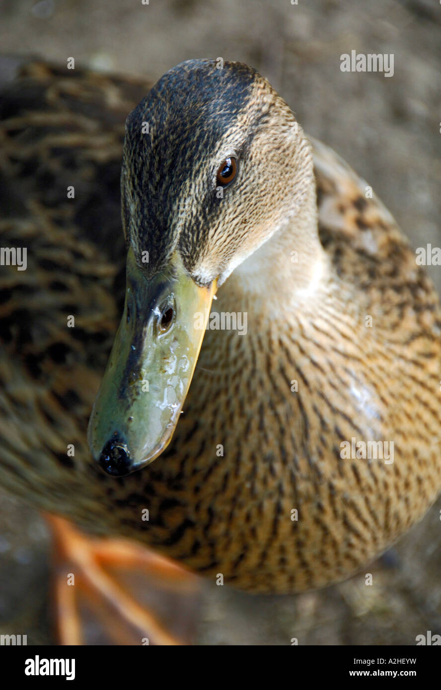 Duck waiting for food Stock Photo - Alamy